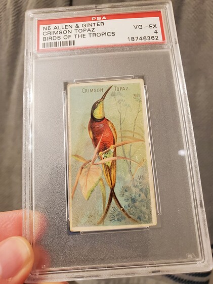 PSA Grading Scale in Pokemon - Articles - Elite Fourum